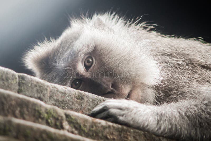 Portrait of Long Tailed Macaque Monkey Lying Down on Wall Stock Photo ...