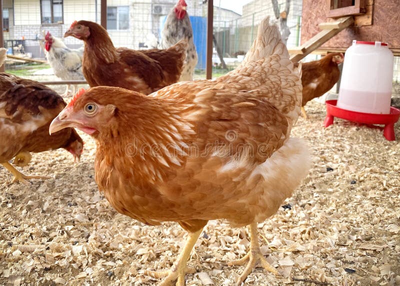 Portrait of a Lot of Chickens in a Chicken Coop Close Up Stock Photo ...