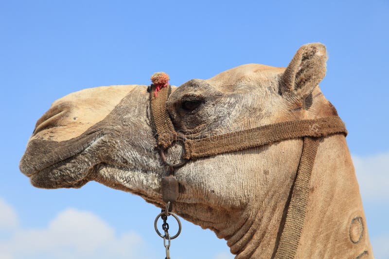 Portrait of a Lovely Egyptian Camel Stock Photo - Image of macro ...
