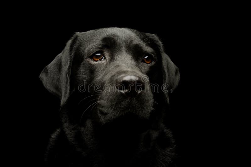 Portrait of a Lovely Labrador Retriever Stock Image - Image of headshot ...