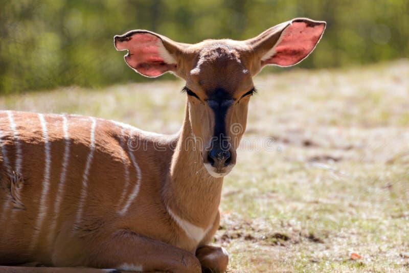 Portrait of Nyala Antelope Deer Stock Image - Image of habitat, horn ...