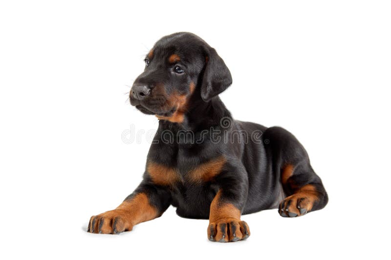 Portrait of Lying Doberman Puppy Isolated on Stock Image - Image of ...