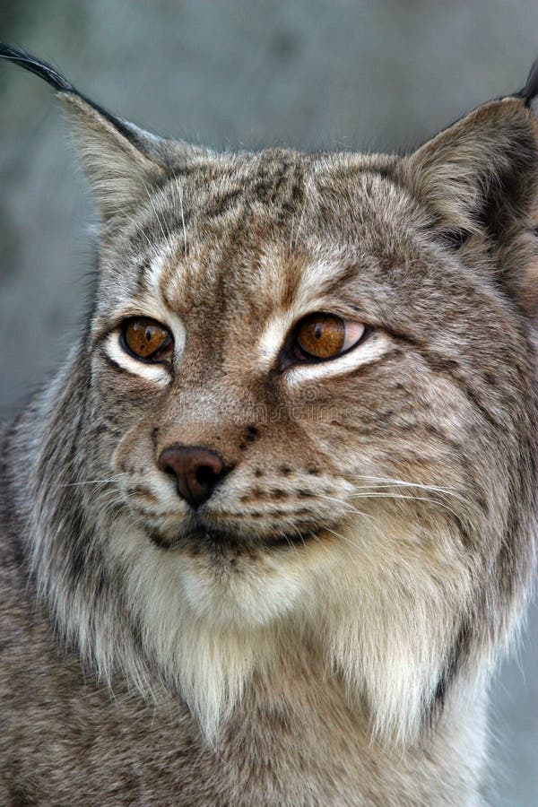 Portrait of a Lynx stock photo. Image of ears, lynx, eyes - 6387696