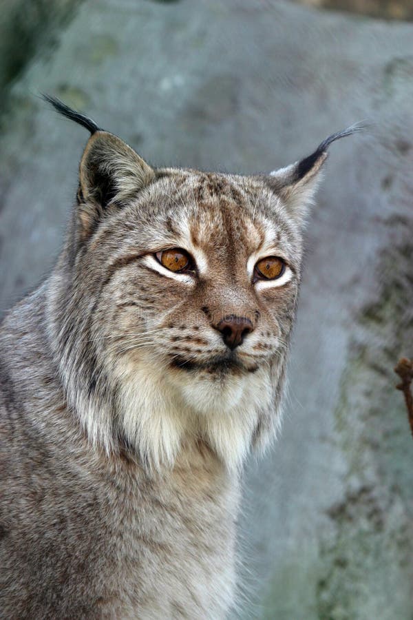 Portrait of a lynx stock image. Image of wild, eyes, predator - 608007
