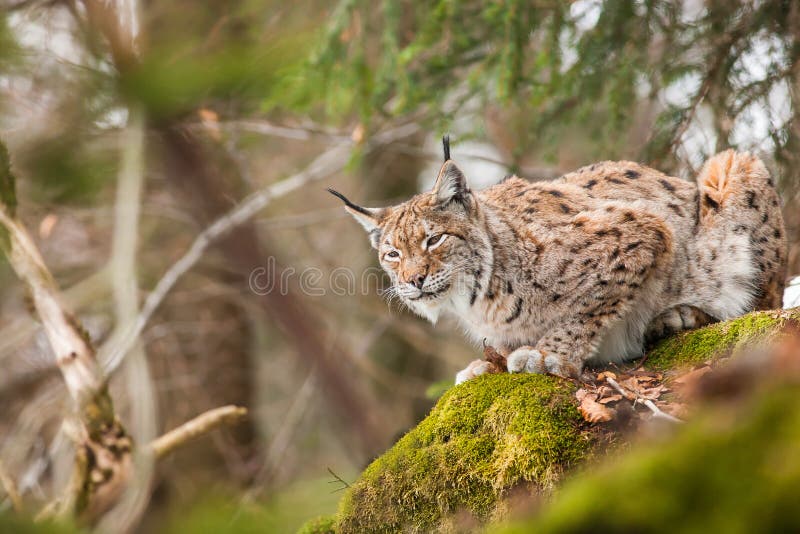 Portrait lynx stock photo. Image of europe, gaze, beast - 52782448