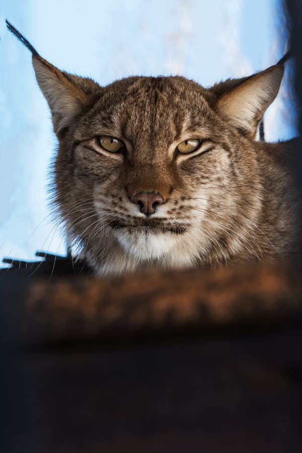 Portrait lynx stock photo. Image of europe, gaze, beast - 52782448