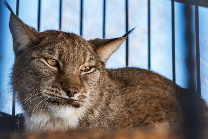 Portrait of a lynx stock image. Image of wild, eyes, predator - 608007
