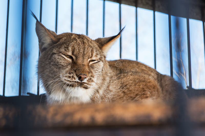 Portrait of the lynx stock image. Image of head, canada - 94395127