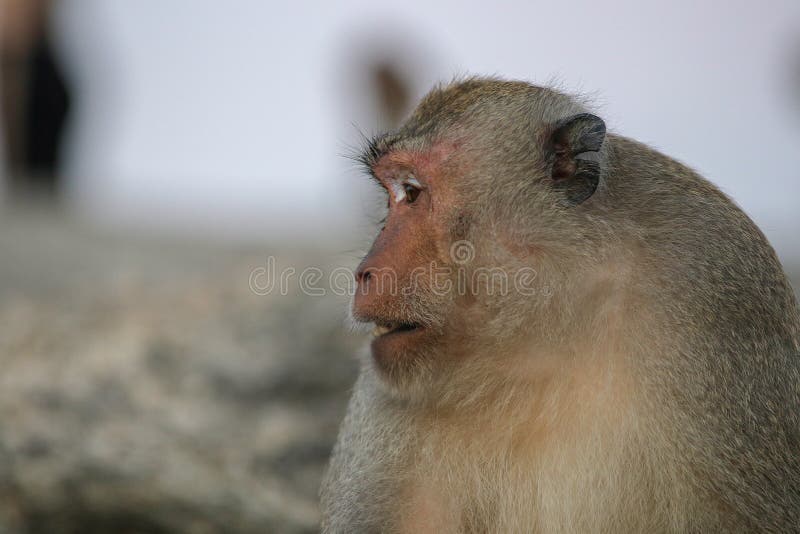 Portrait of a Macaque Close-up Stock Image - Image of baby, mischief ...