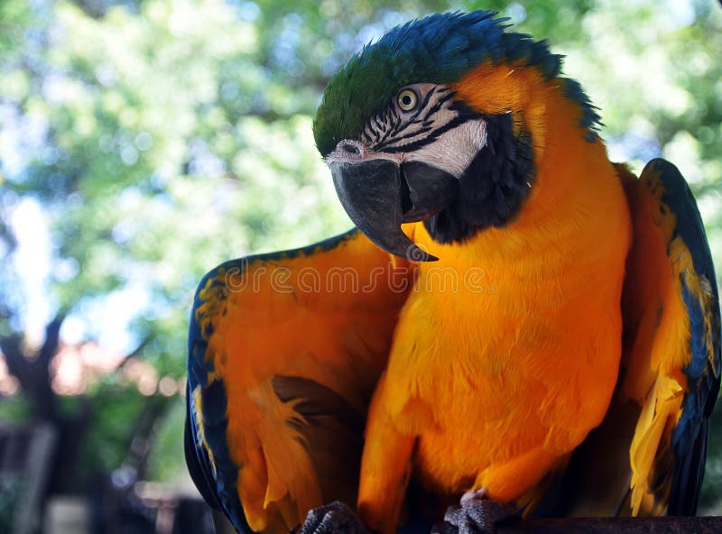 Portrait of Macaw parrot stock image. Image of colourful - 15472727