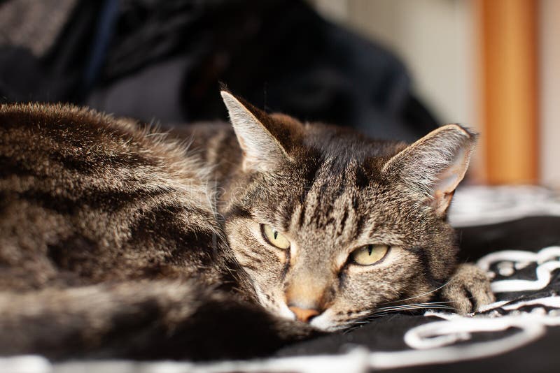 Portrait of a Mackerel or Striped Tabby Cat Stock Image - Image of ...