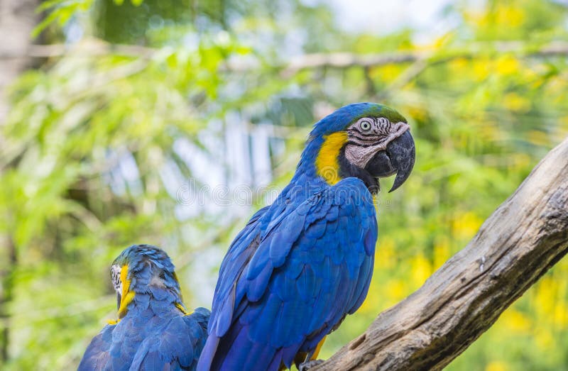 Macore Bird Perched for Waiting To Practice Fly. Stock Photo - Image of ...