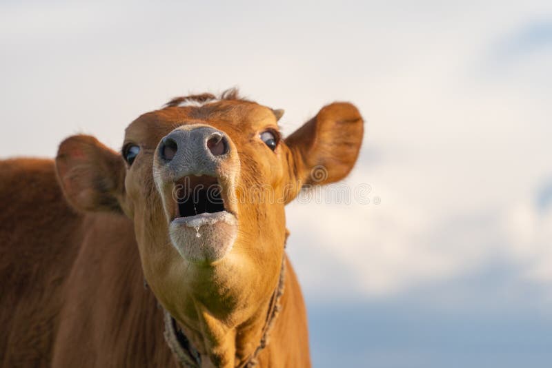 Screaming Cow Stock Photos - Free & Royalty-Free Stock Photos from ...
