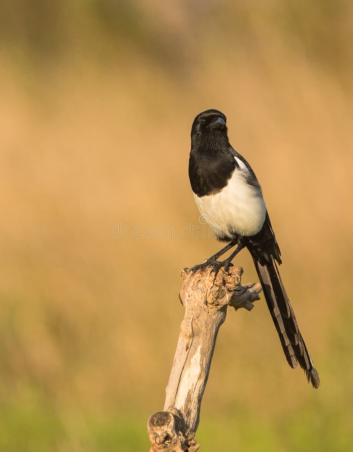 Portrait of a Magpie stock image. Image of vertical, birds - 29004415