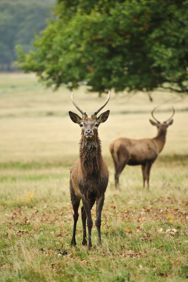 Portrait of Majestic Red Deer Stag in Autumn Fall Stock Image - Image ...