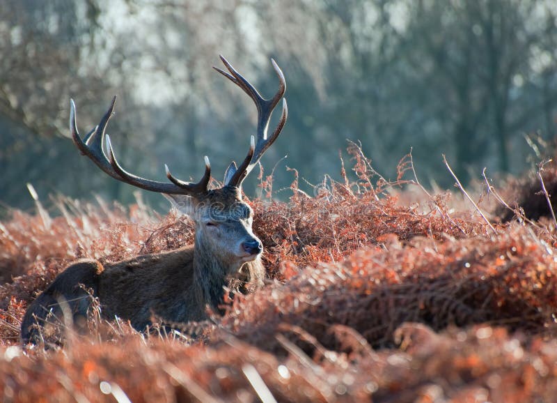 Portrait of Majestic Red Deer Stag in Autumn Fall Stock Photo - Image ...