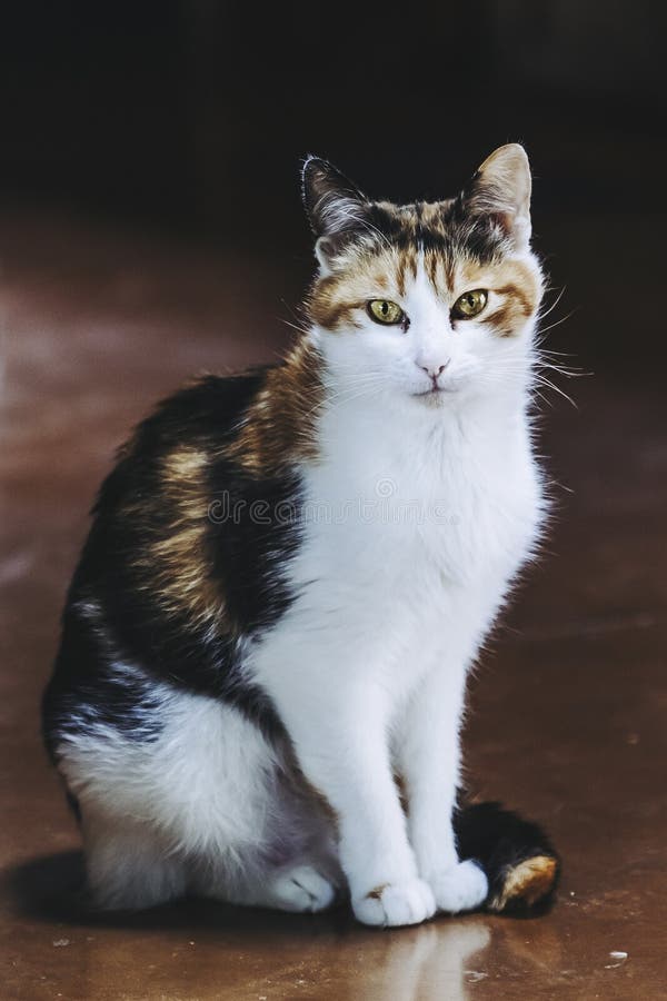 Portrait of a White Tabby Cat Sitting in the House Stock Image - Image ...