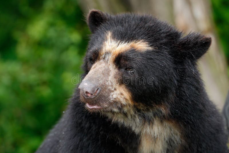 Portrait of Malayan Sun Bear Stock Image - Image of face, captivity ...