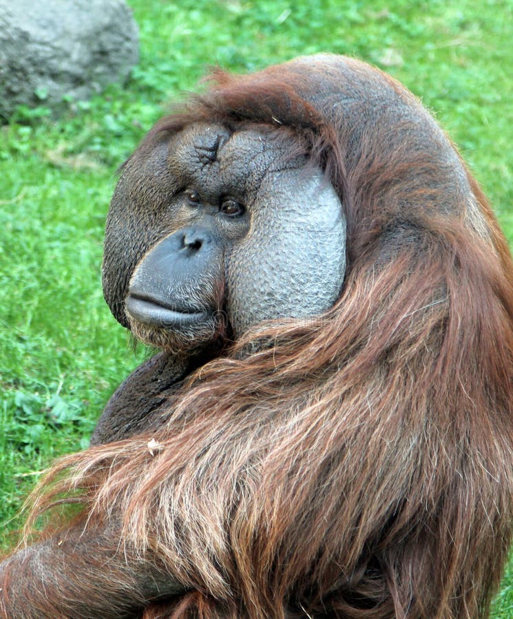 Male orangutan stock image. Image of alpha, asian, boss - 34827087