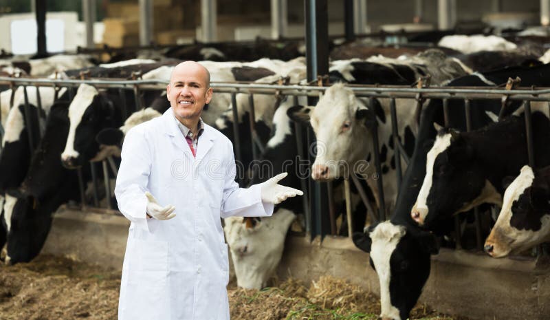 Portrait of Male Caring Cows Stock Photo - Image of heavy, cows: 205882286