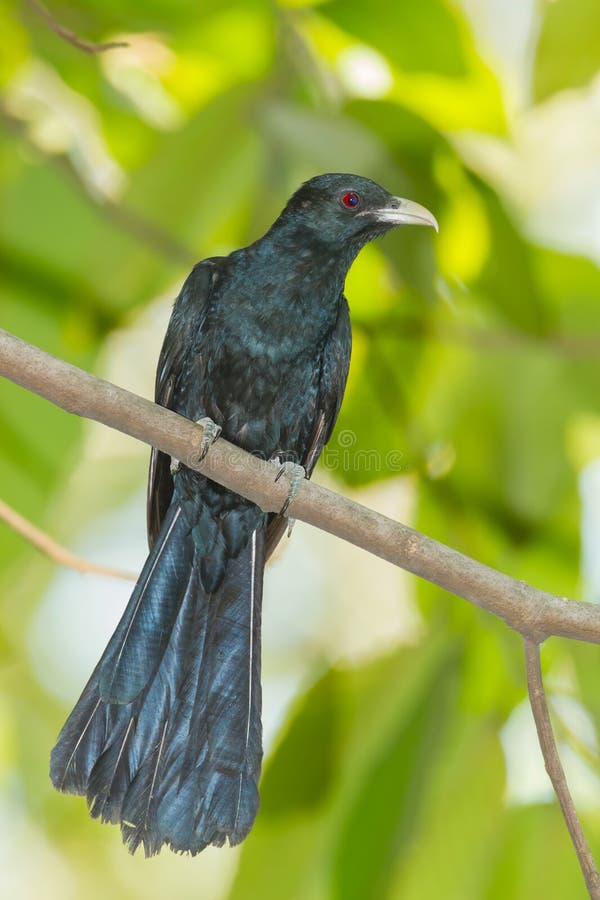 Couple of Male Common Koel(Asian Koel) Bird Stock Photo - Image of ...