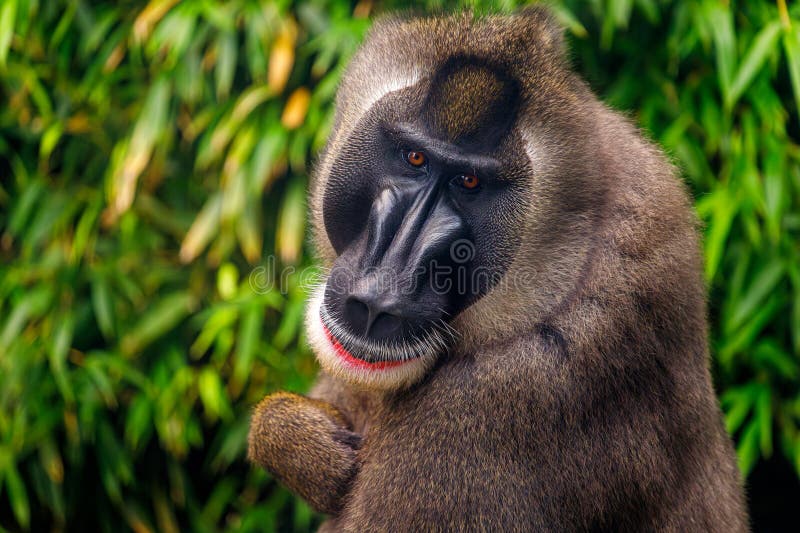 Portrait of Male Drill Monkey Stock Photo - Image of portrait, looking ...