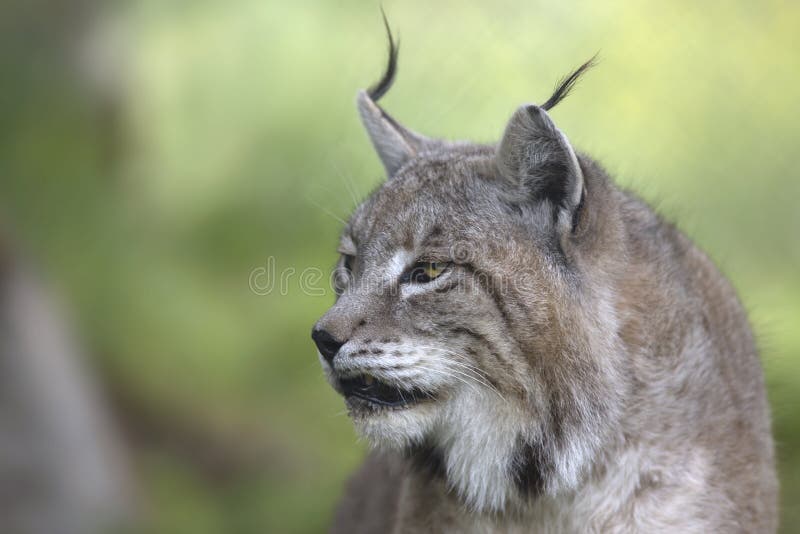Portrait of Male Eurasian Lynx Stock Photo - Image of mammal, spotted ...