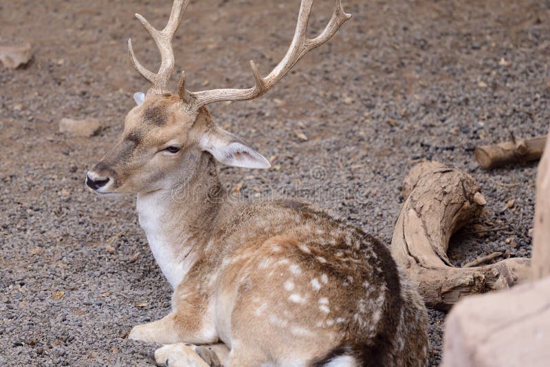 Fallow deer dama dama stock image. Image of male, stag - 139217049