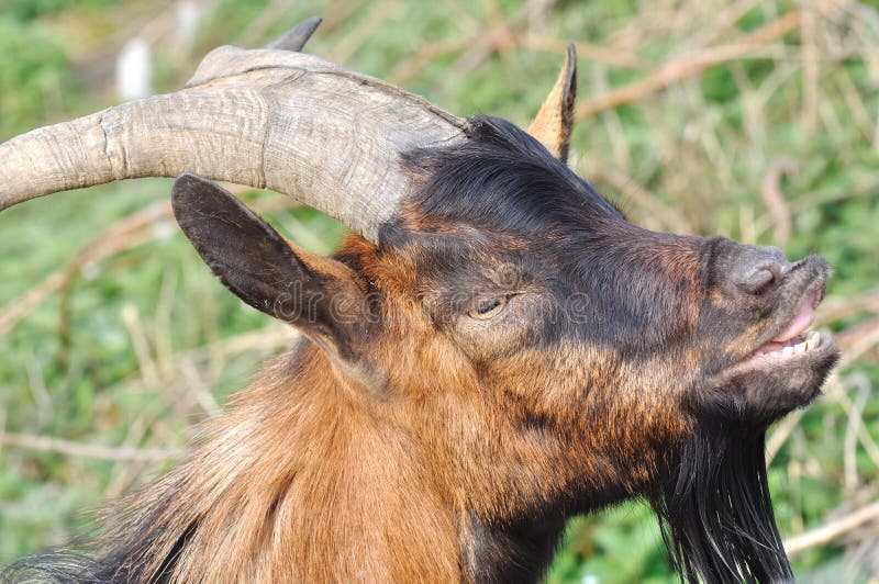 Portrait of a male goat stock image. Image of funny, goat - 24645711