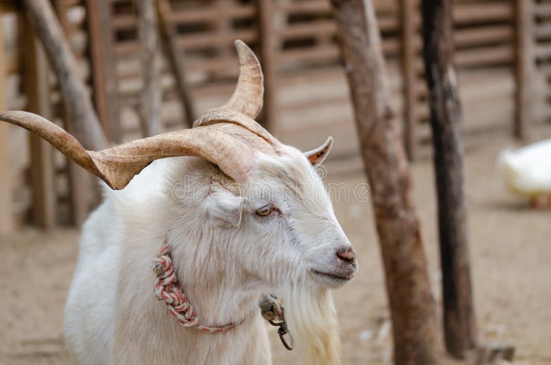 Portrait of a Male Goat in a Goat Farm Stock Image - Image of ...