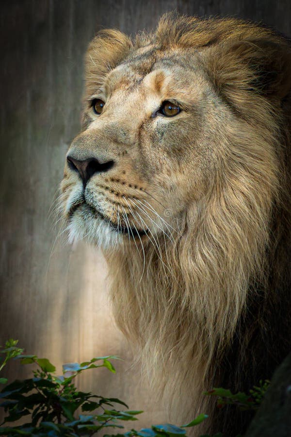 Portrait of a Male Line Hiding in the Shadows Stock Photo - Image of ...