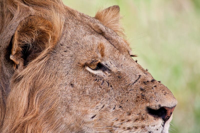 Portrait of Male Lion Staring Stock Photo - Image of mammal, mane: 25678306