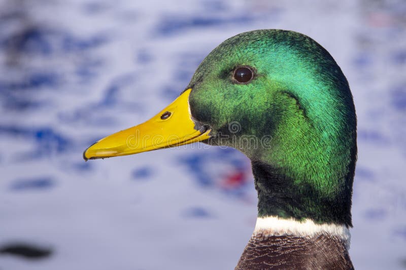 Portrait of Male Mallard Profile on Blurred Background Stock Image ...