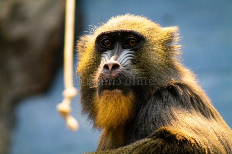Portrait of a Male Mandrill, Mandrillus Sphinx Stock Photo - Image of ...