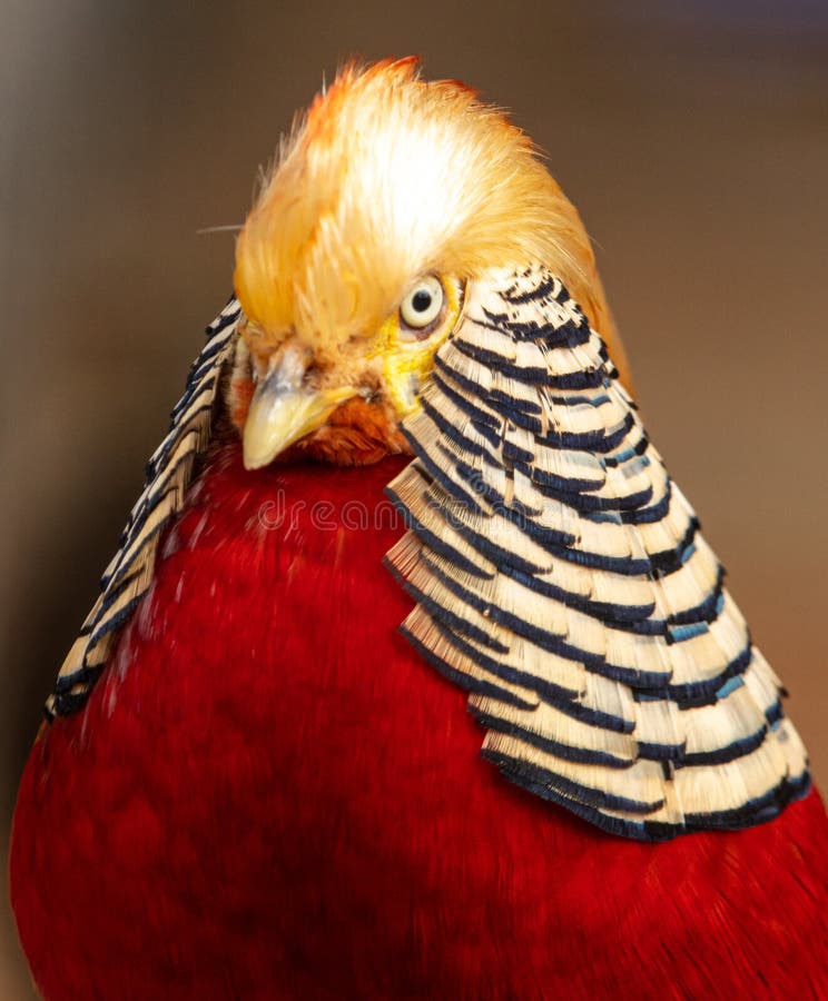Portrait of a Male Pheasant in a Zoo Stock Photo - Image of nature ...