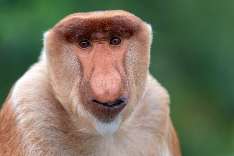 Portrait of Male Proboscis Monkey Nasalis Larvatus Stock Image - Image ...