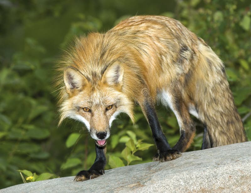 Portrait of male red fox stock image. Image of wildlife - 190460173