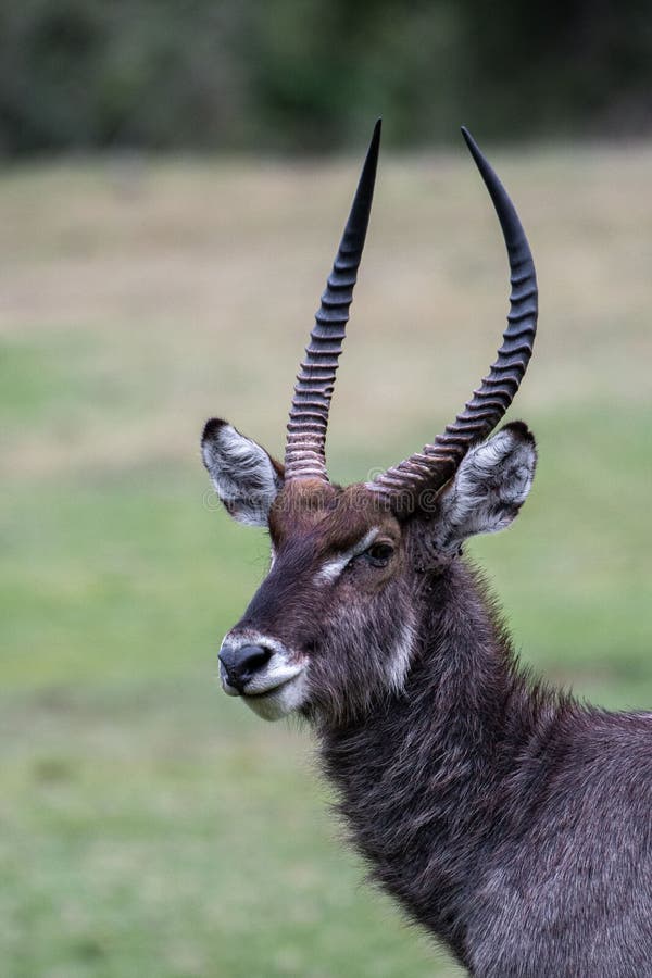 Portrait of a Male Waterbuck in the Nature Stock Photo - Image of male ...