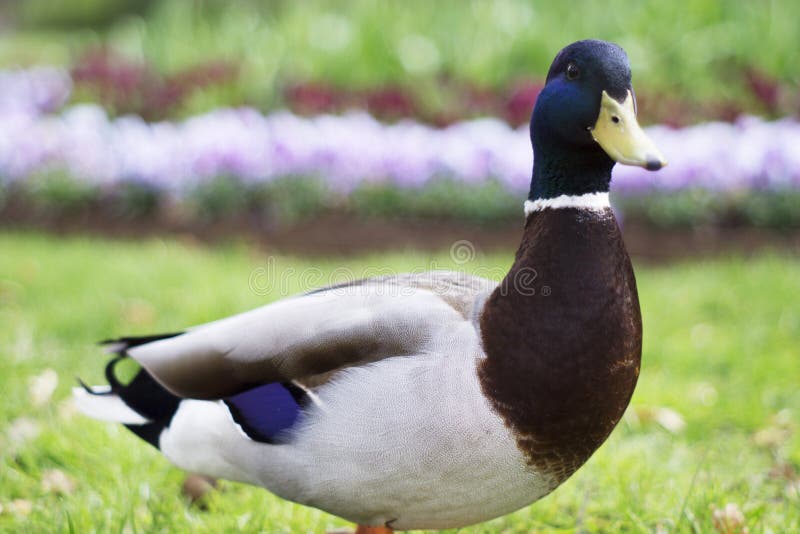 Duck Chest Stock Photos - Download 208 Royalty Free Photos