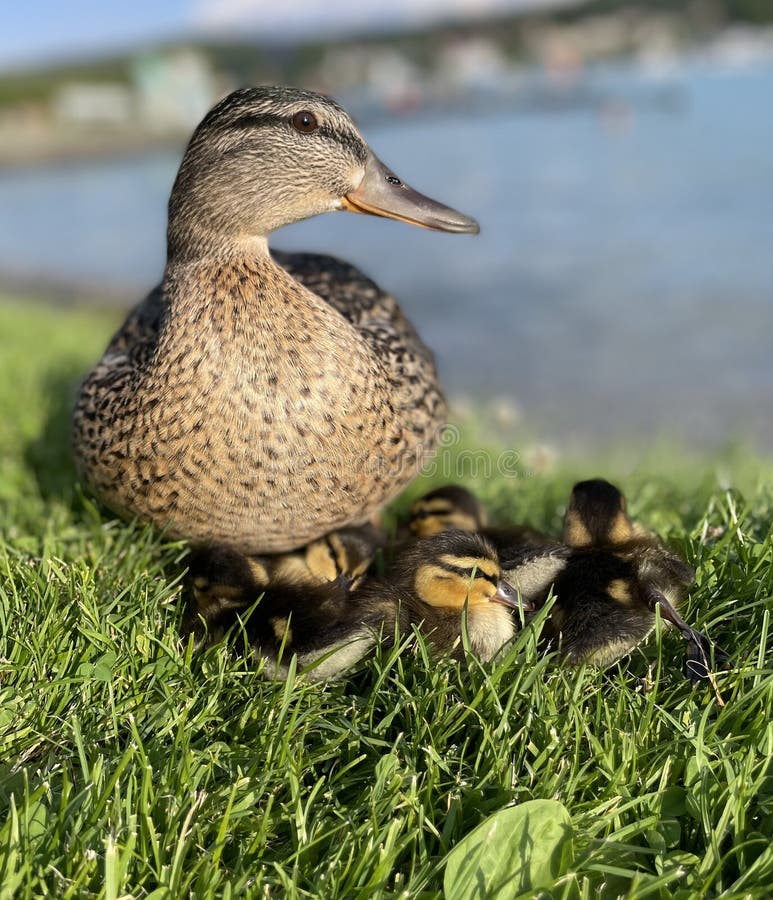 Portrait of a Mallard Duck with Ducklings on Lakeside Grass Stock Image ...