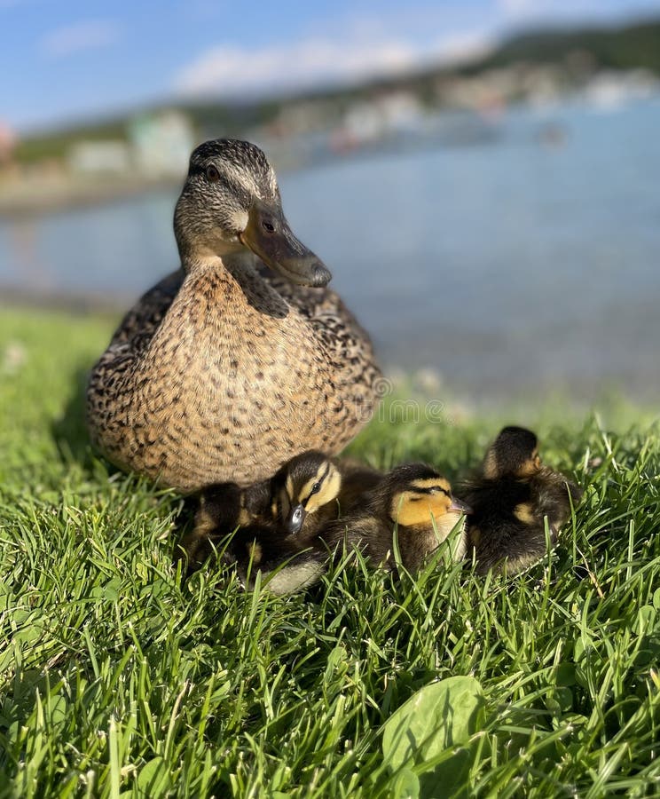 Portrait of a Mallard Duck with Ducklings on Lakeside Grass Stock Photo ...