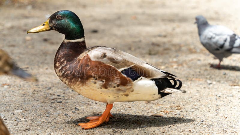 Portrait of a Mallard Duck, in Profile, Outdoor Stock Photo - Image of ...