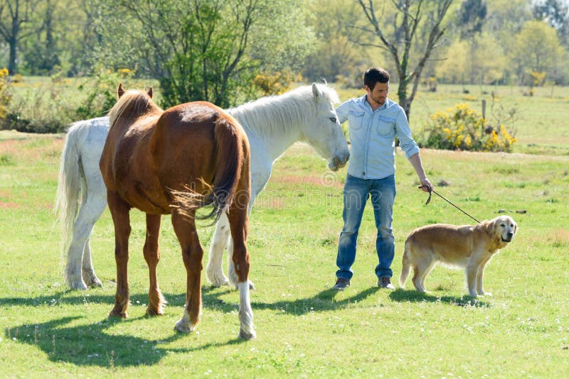Man with horses and dog stock photo. Image of rural - 172822160