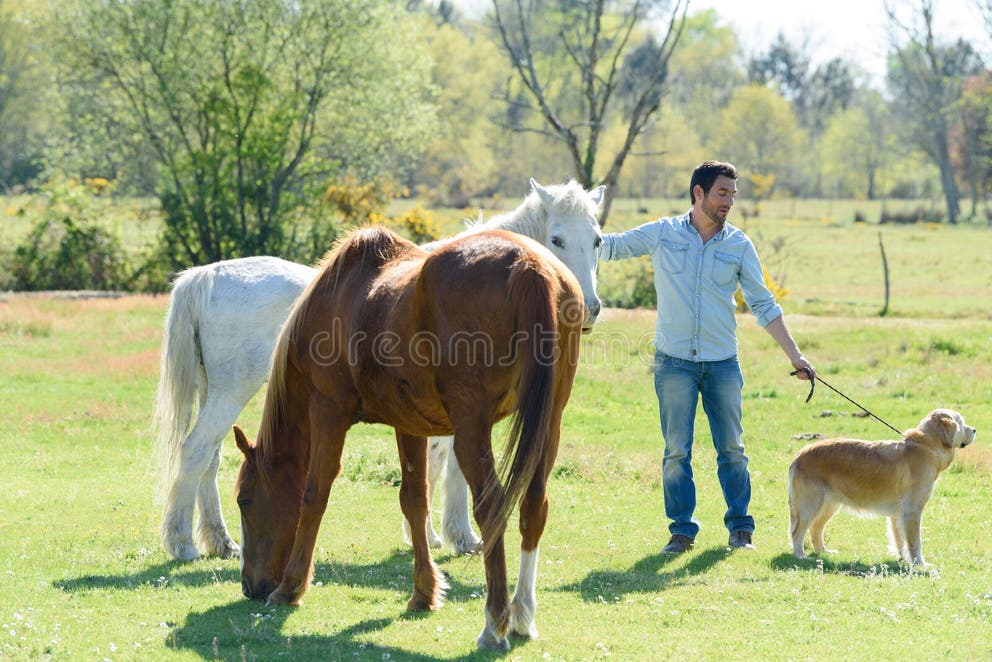 Portrait man with horses stock photo. Image of lifestyle - 282708474