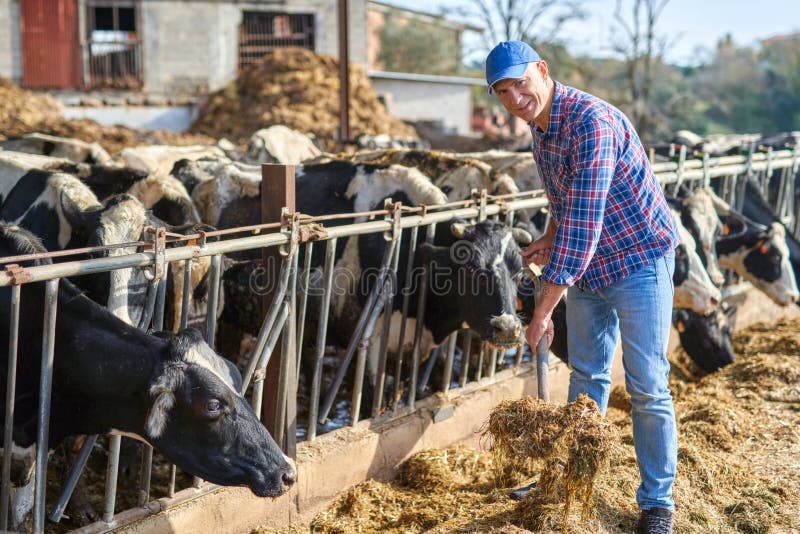 Portrait of a Man on Livestock Ranches. Stock Image - Image of farm ...