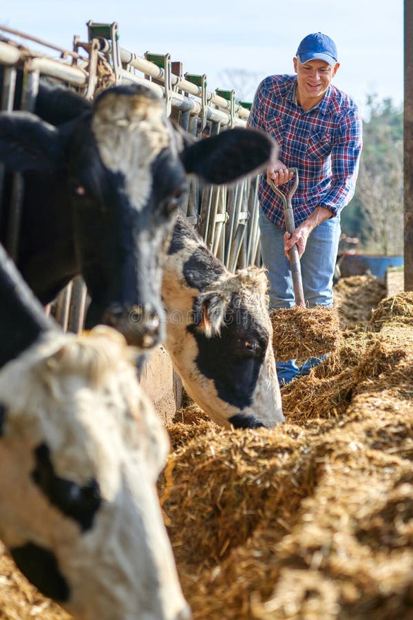 Portrait of a Man on Livestock Ranches. Stock Photo - Image of animals ...