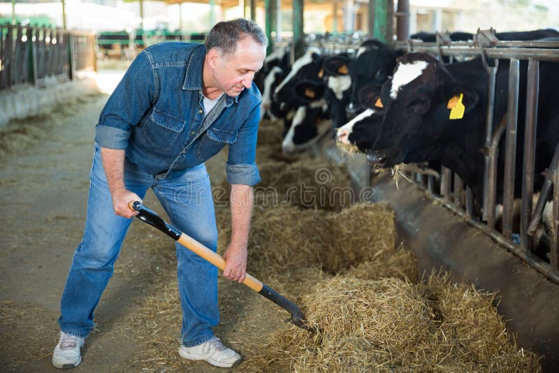 Portrait of Man Who is Feeding Cows Stock Photo - Image of heifer ...