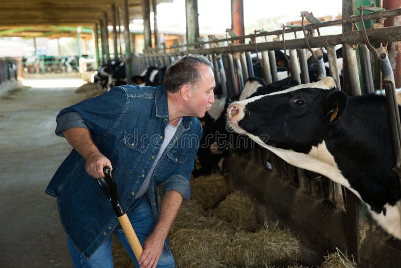 Portrait of Man Who is Feeding Cows Stock Photo - Image of heifer, care ...