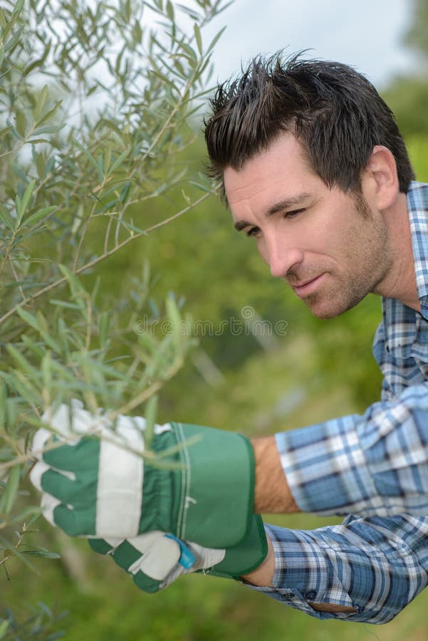 Portrait Man Working with Plants Stock Photo - Image of exterior ...