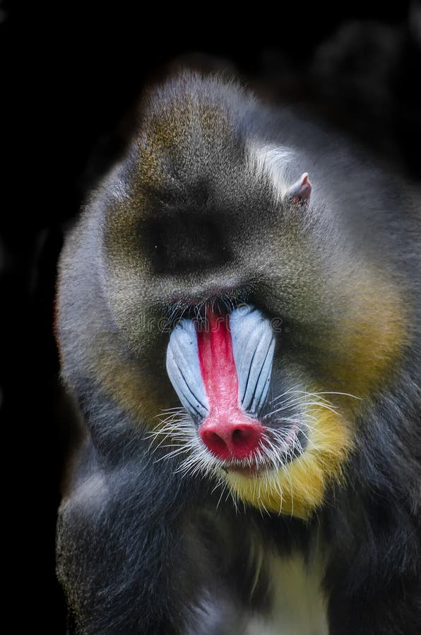 Portrait of Mandrill, Mandrillus Sphinx Stock Photo - Image of ...